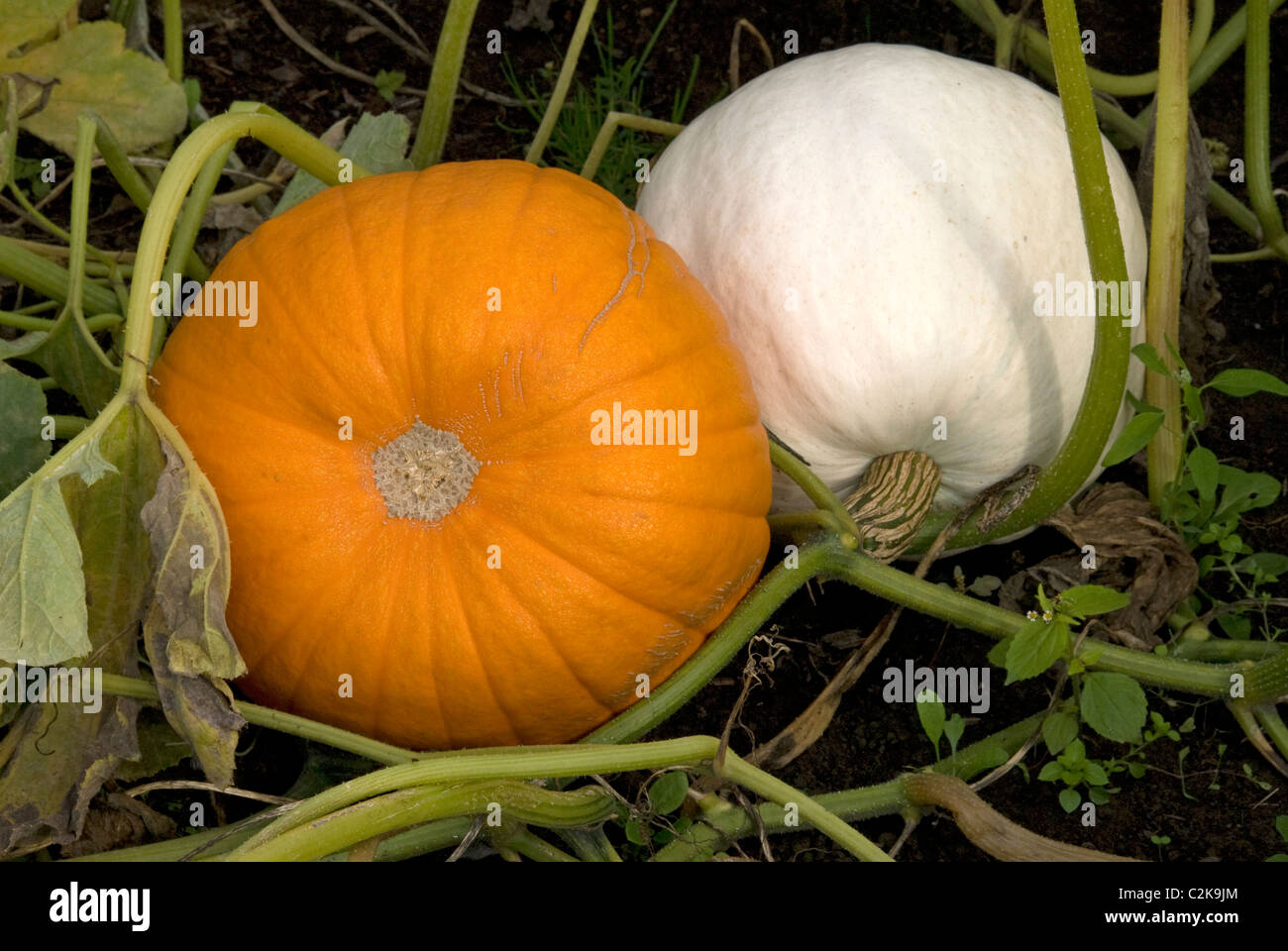 Growing albino pumpkins hi-res stock photography and images - Alamy