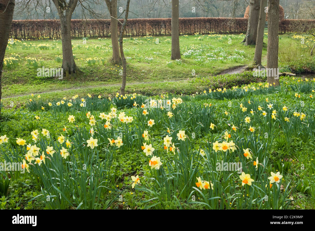 Daffodils in woodland garden, Surrey, UK Stock Photo - Alamy