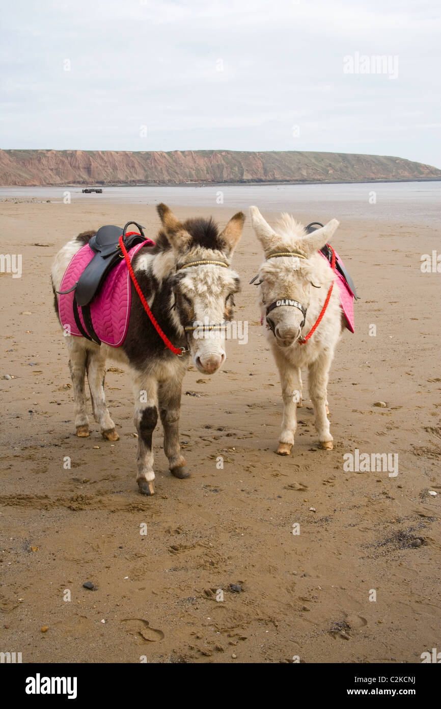 Donkeys On The Beach High Resolution Stock Photography and Images - Alamy