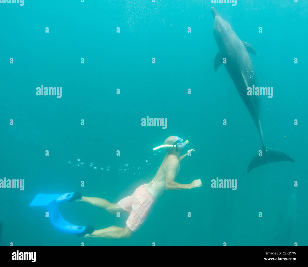 Man male swim swimming with wild dolphin dolphins hi-res stock ...