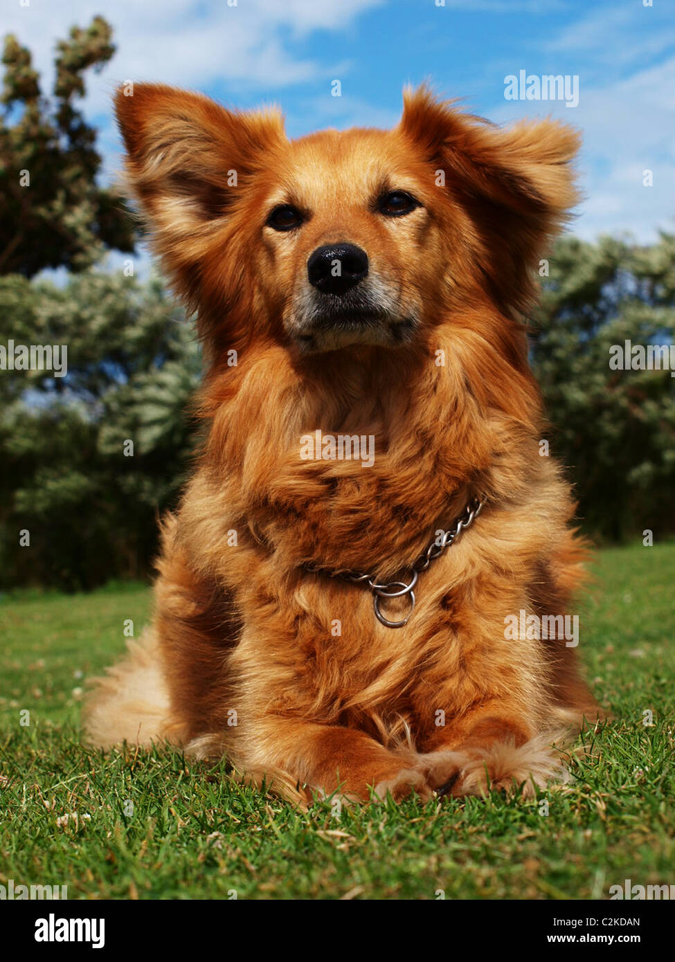 Image of a dog in a field Stock Photo - Alamy