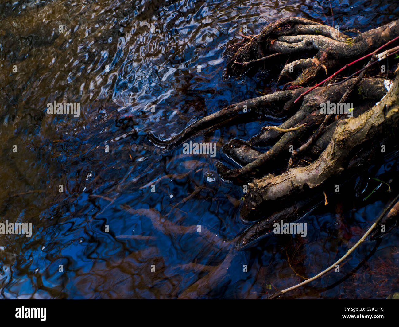 Tree roots in a river Stock Photo - Alamy
