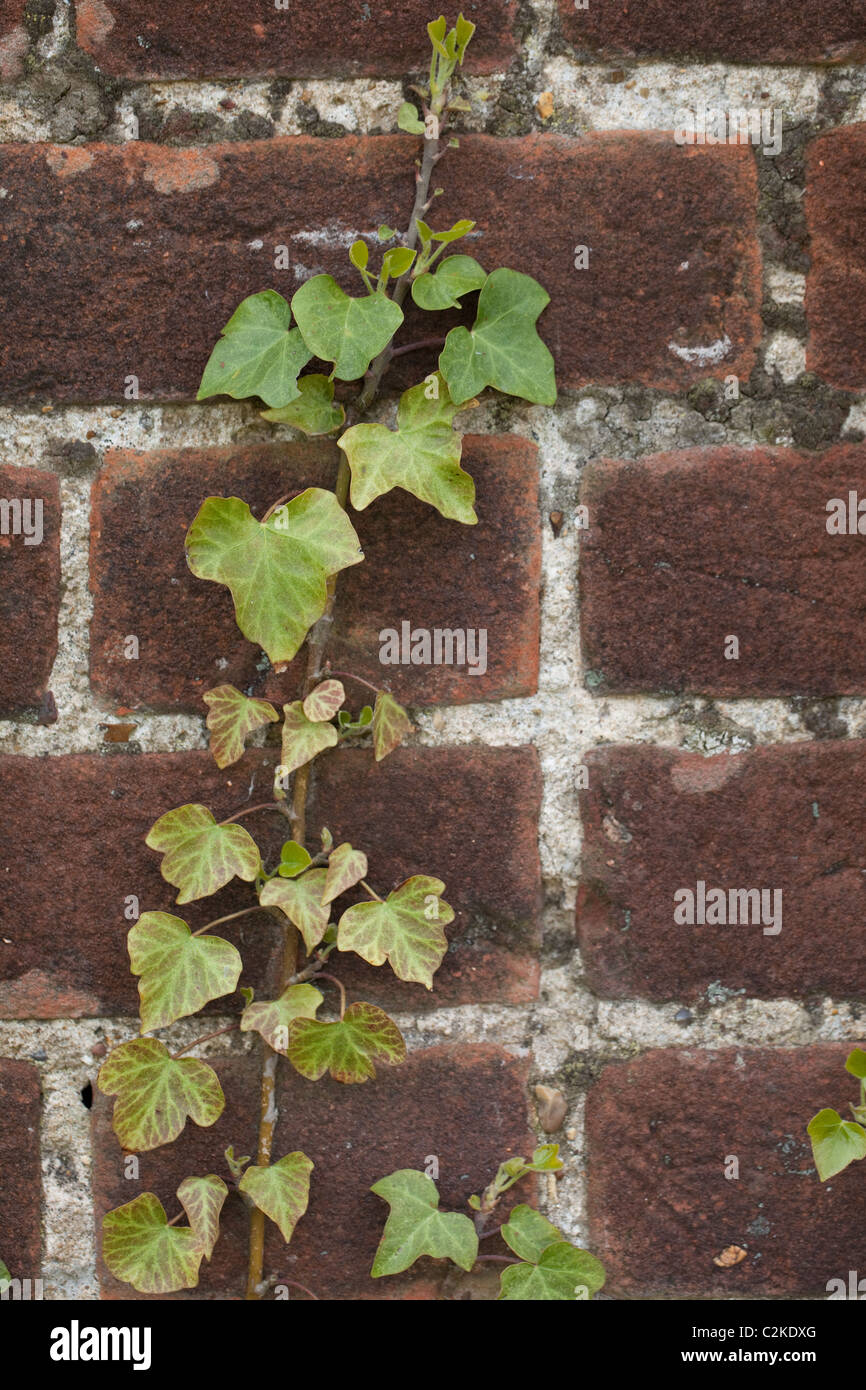 Ivy on wall Stock Photo - Alamy