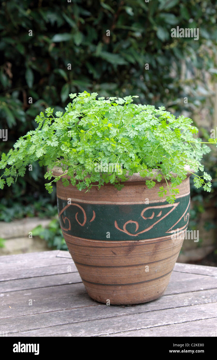 Chervil plant hi-res stock photography and images - Alamy