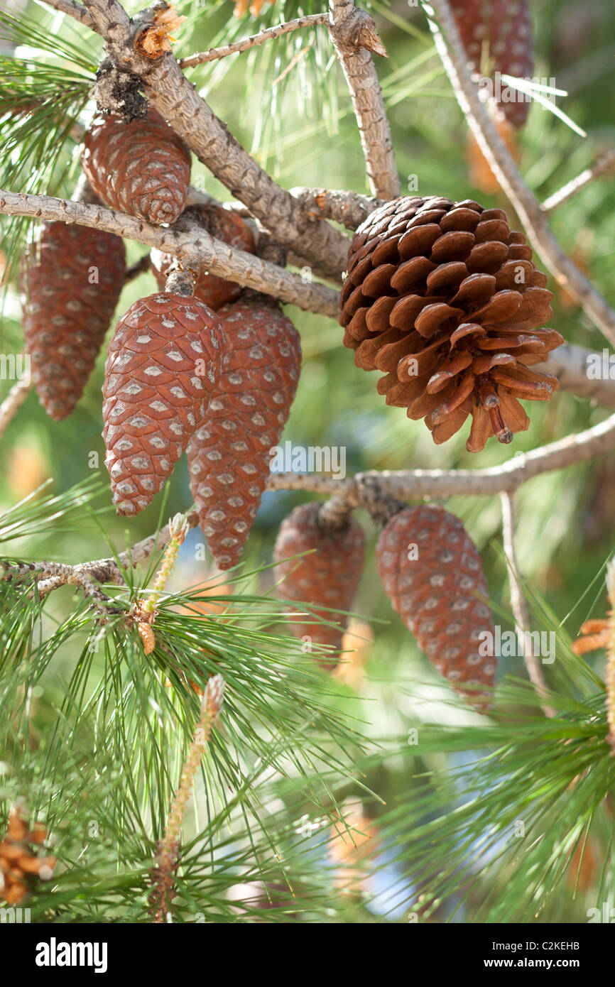 Cones strobilus hi-res stock photography and images - Alamy
