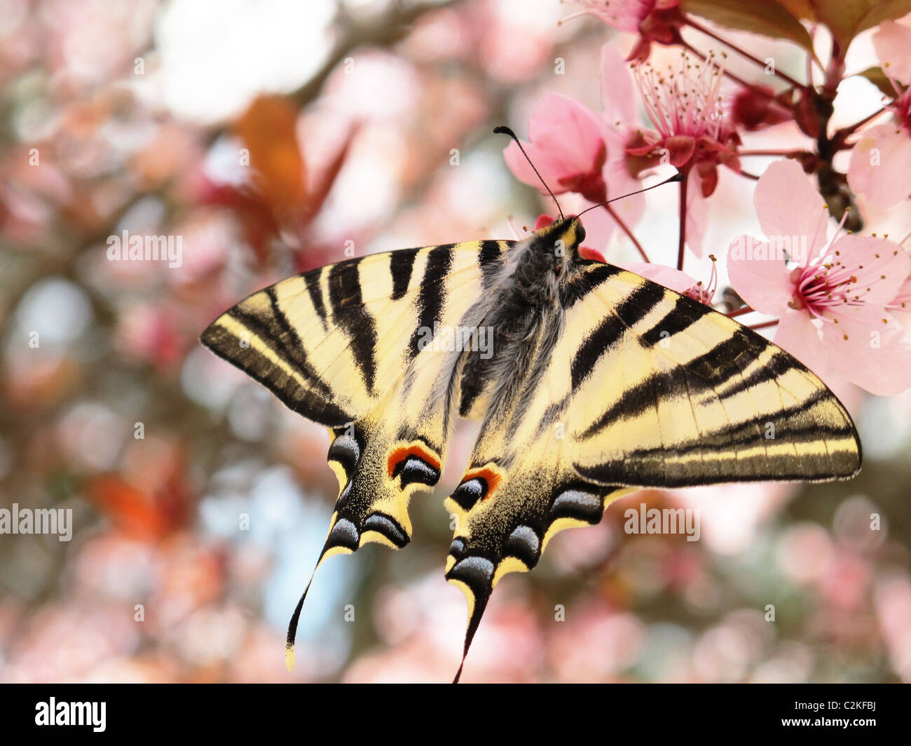 A beautiful butterfly on the flowers of a tree Stock Photo - Alamy