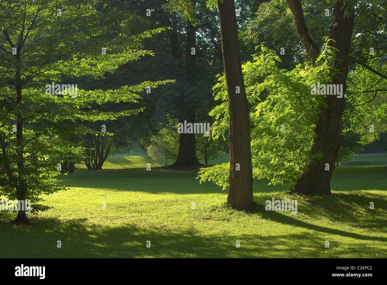 Shade and Low Light in the Woods Stock Photo - Alamy