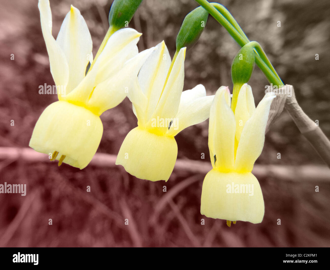 Three beautiful yellow flowers type bell Stock Photo - Alamy