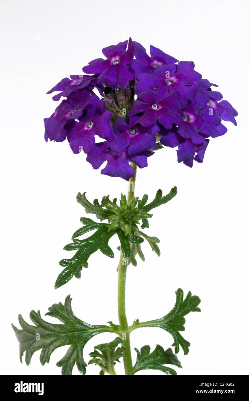 Garden Verbena, Garden Vervain (Verbenax hybrida), flowering stem ...