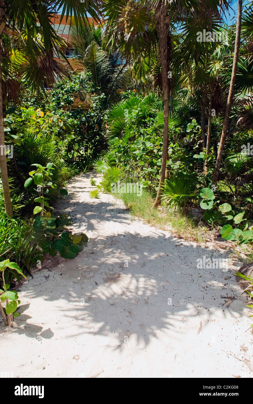 A Sand Trail Through The Palm Trees Stock Photo - Alamy