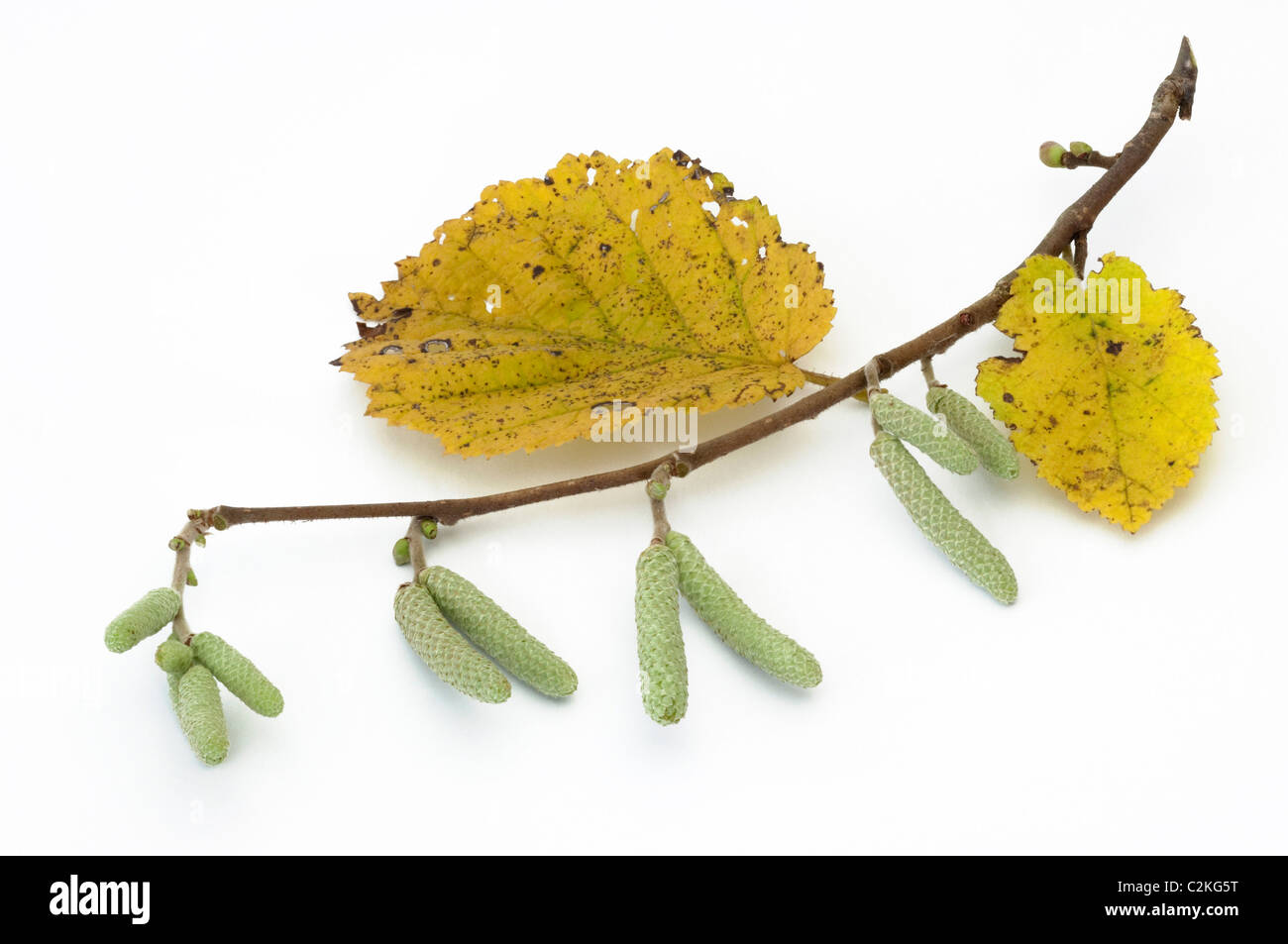 Hazel twig hi-res stock photography and images - Alamy