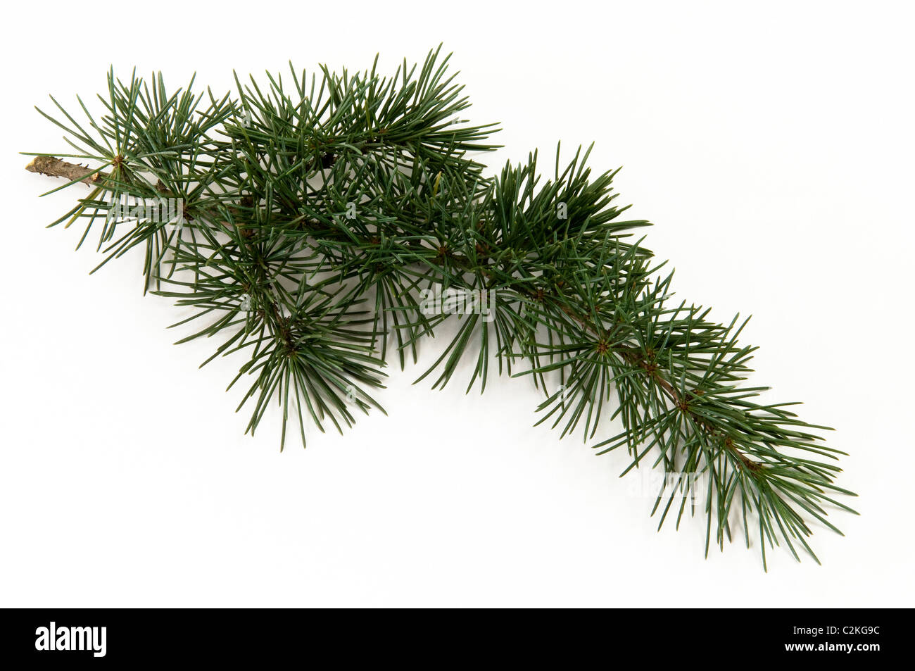 Deodar cedar tree hi-res stock photography and images - Alamy