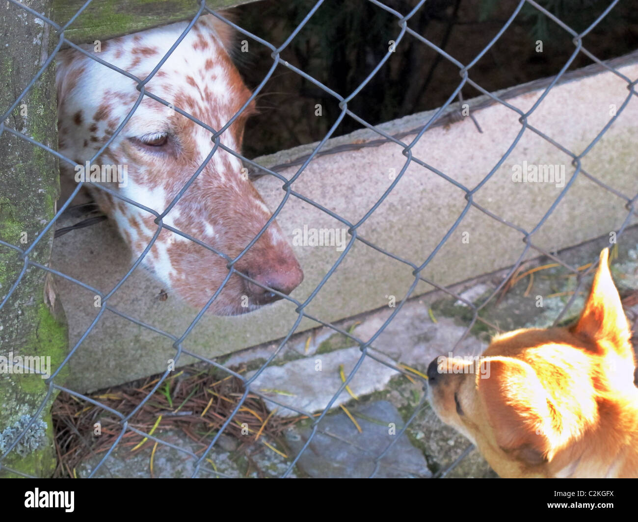Dog locked looks with sentence to one in freedom Stock Photo - Alamy