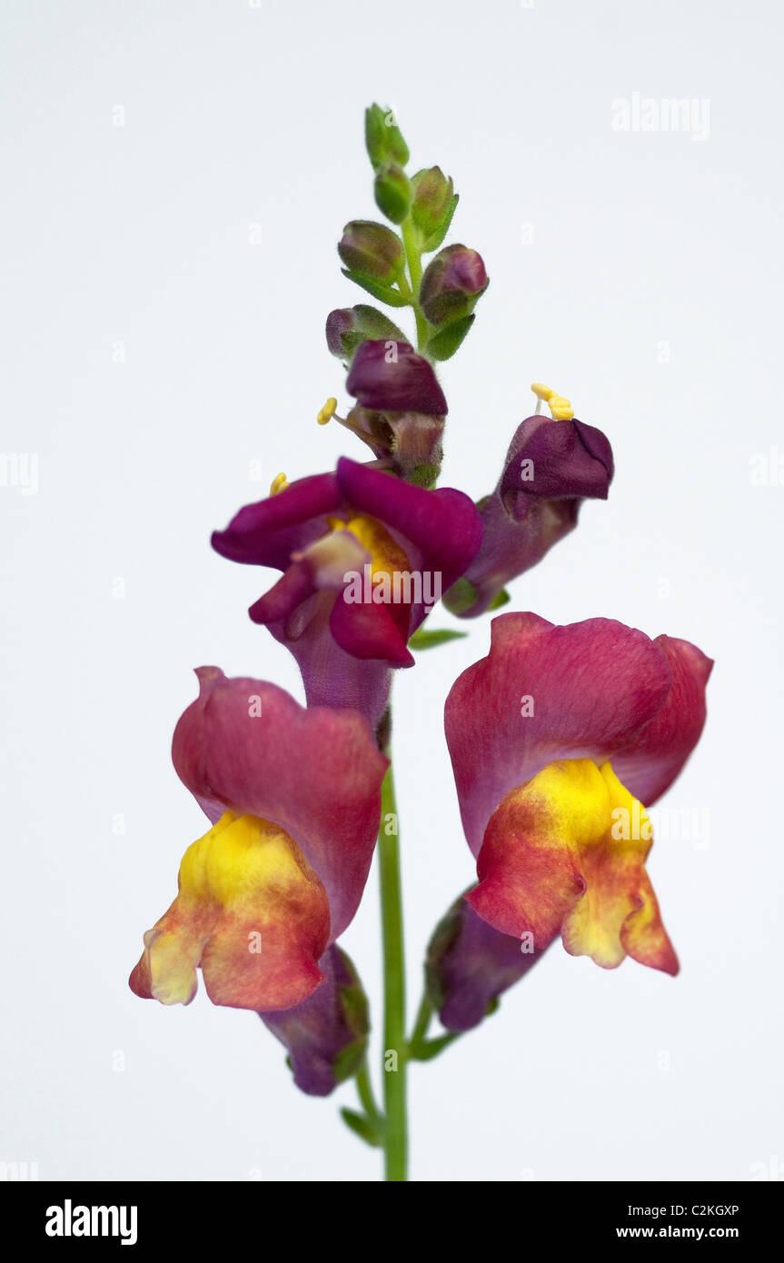 Snapdragon (Antirrhinum majus), flowering stem. Studio picture against ...