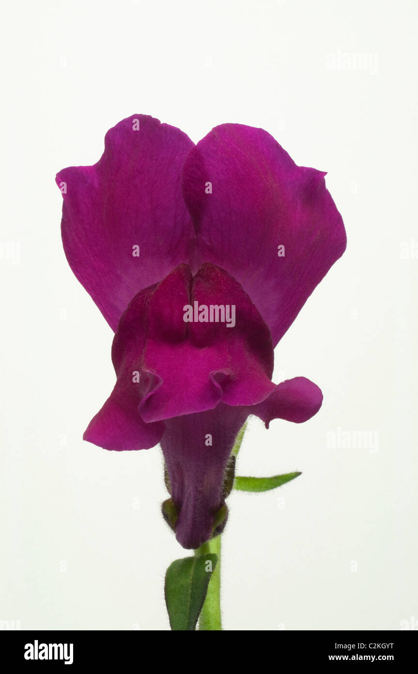 Snapdragon hi-res stock photography and images - Alamy