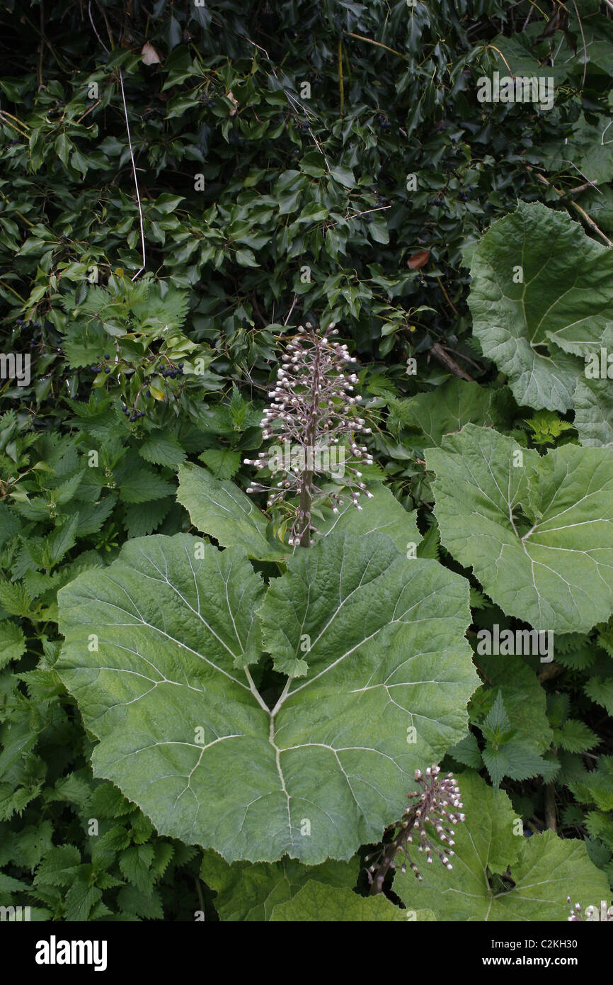 Petasites hybridus hi-res stock photography and images - Alamy
