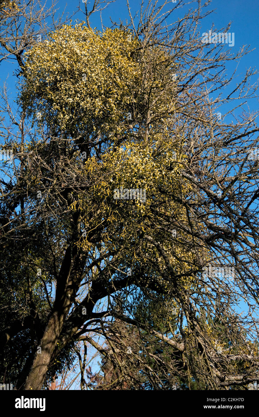 European Mistletoes (Viscum album) with fruit on fruit tree Stock Photo ...