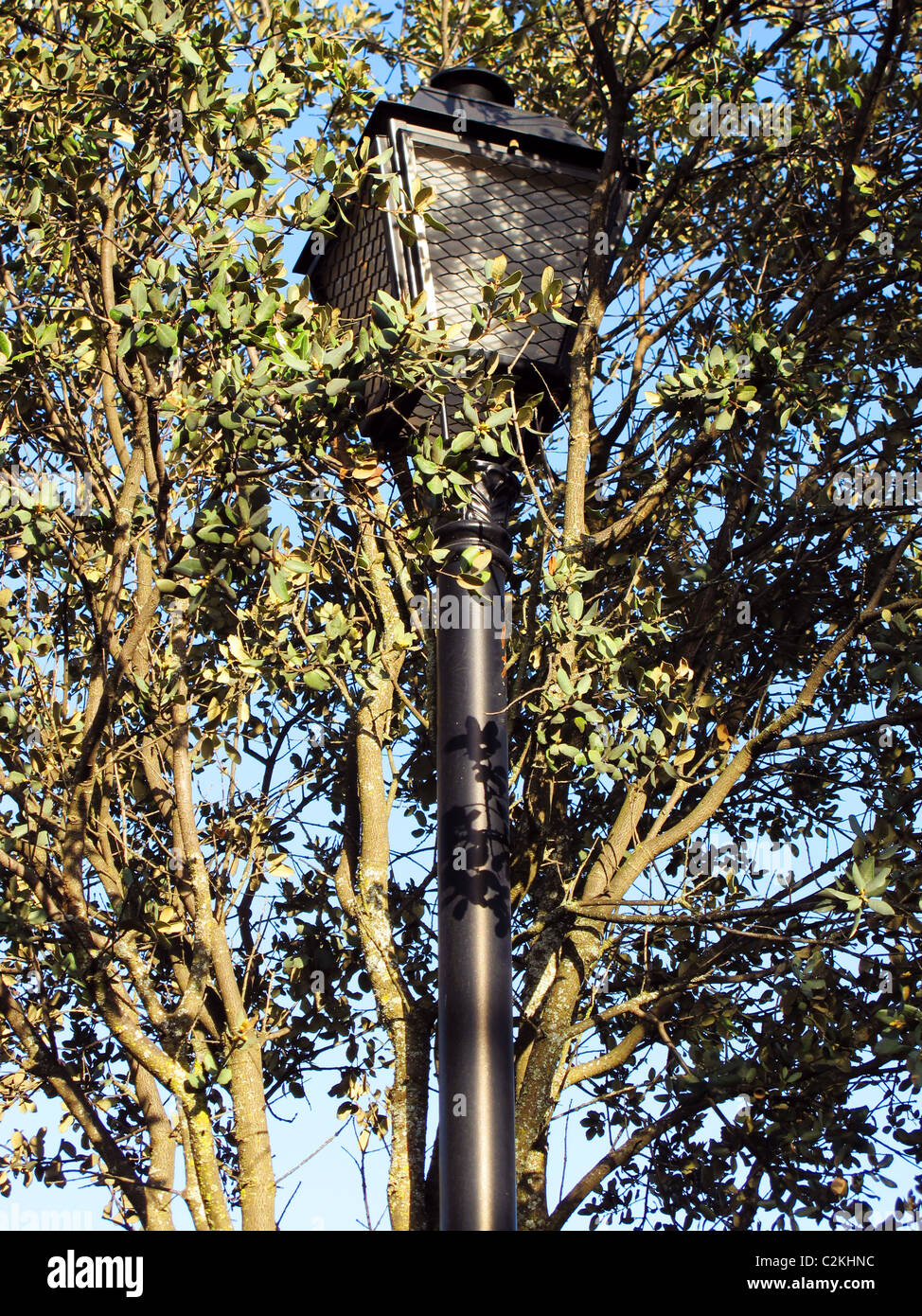A lamppost placed silly between the branches of a tree Stock Photo - Alamy
