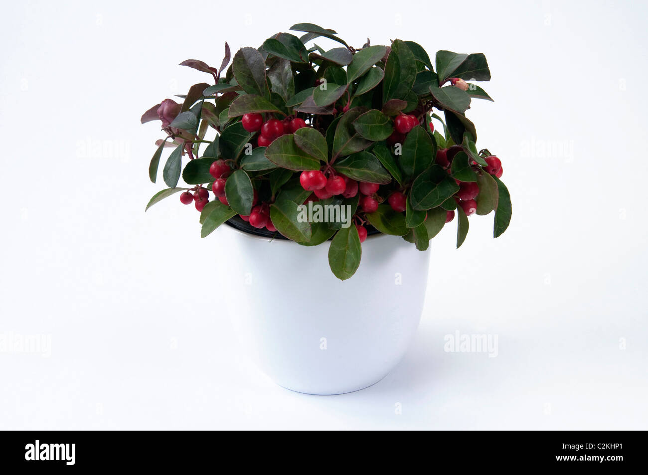 Eastern Teaberry, American Wintergreen (Gaultheria procumbens), potted ...