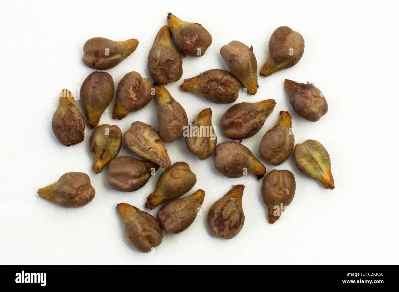 Grape seed hi-res stock photography and images - Alamy