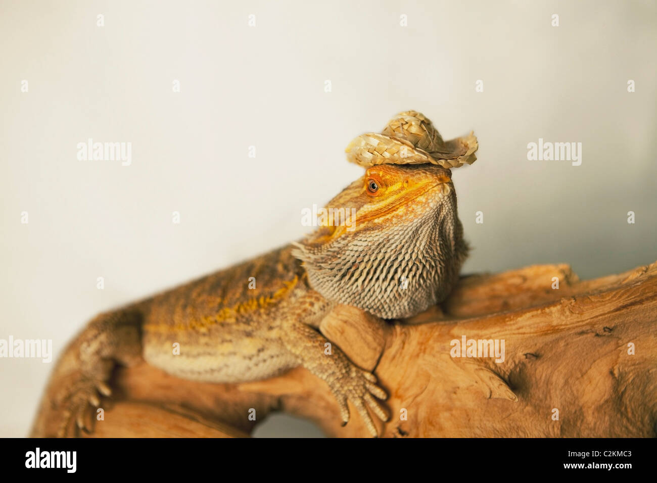 A Lizard Wearing A Cowboy Hat Stock Photo - Alamy