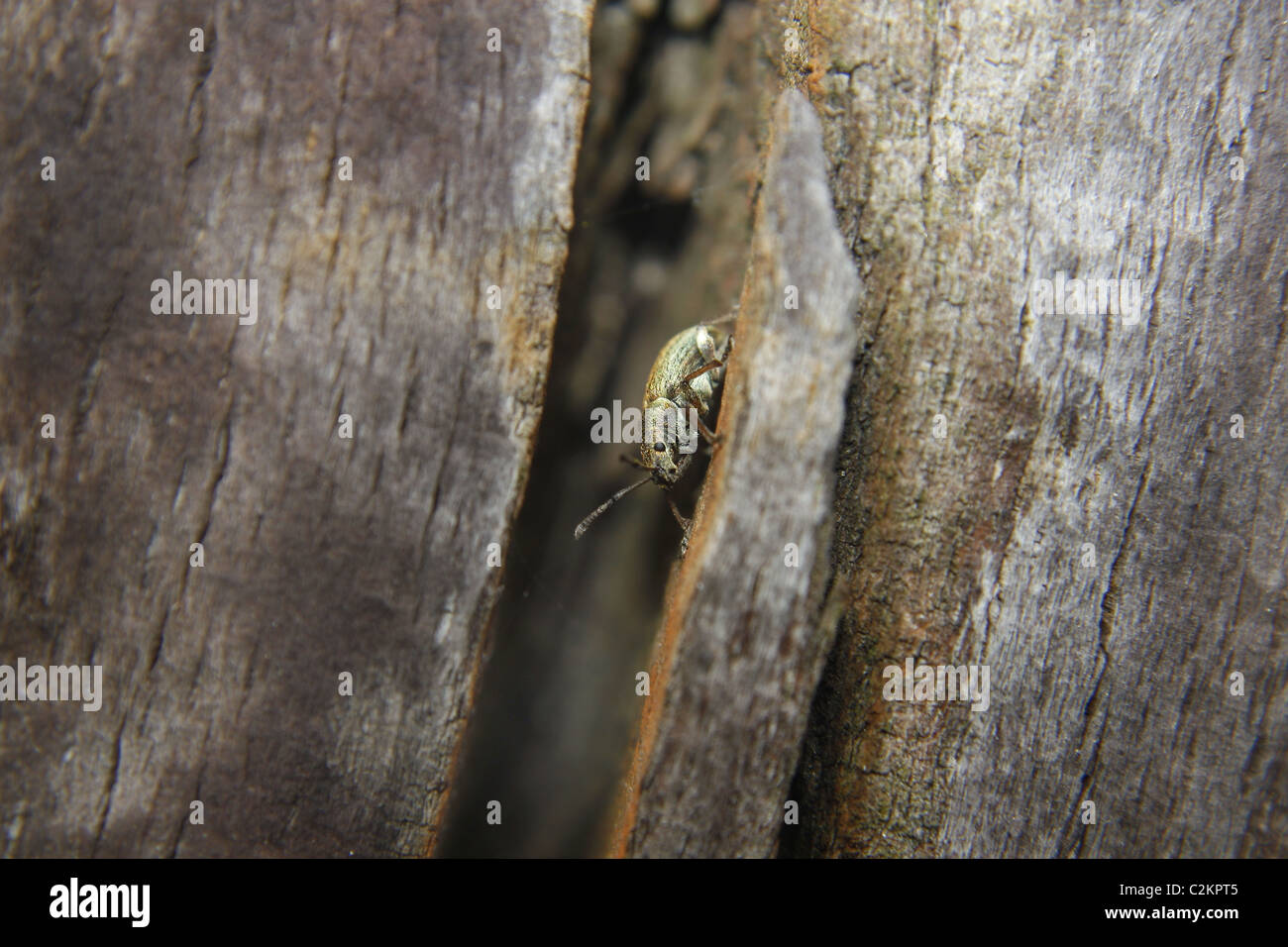clay coloured weevil in wood post, Worksop, Notts, England Otiorhynchus ...