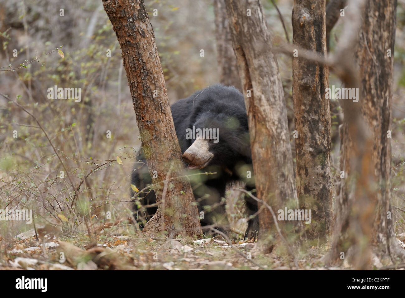 Sloth Bear (Melursus ursinus) behind a tree in the dry forests of ...