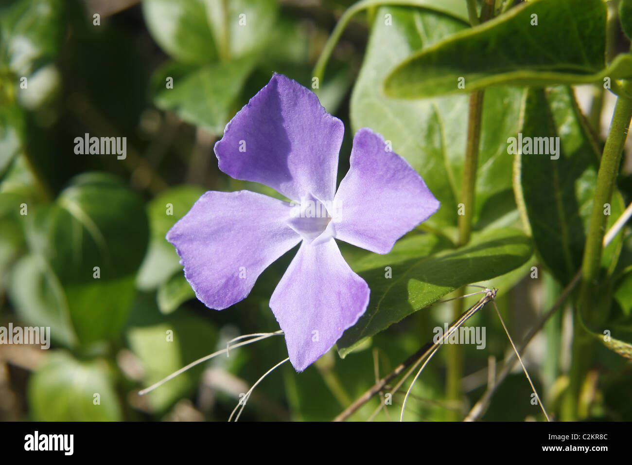 Greater Periwinkle on field, Worksop, Notts, England Vinca major Stock ...