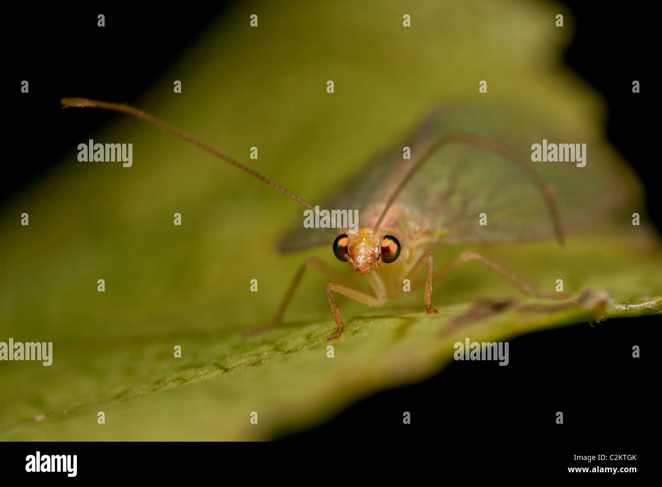 A Green Lacewing on a plant leaf. Often known as Golden Eyes Stock ...