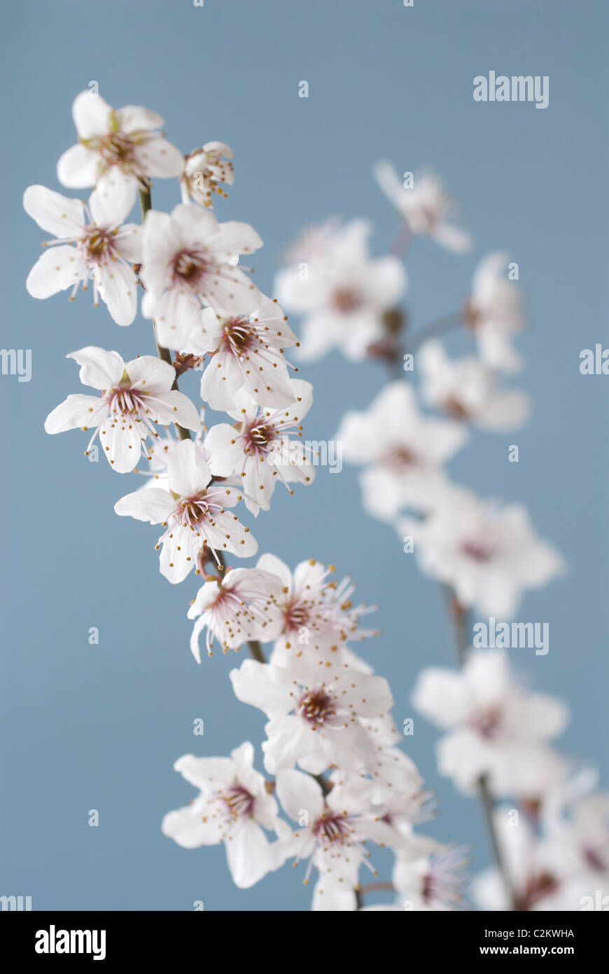 Two flowers bud tree hi-res stock photography and images - Alamy