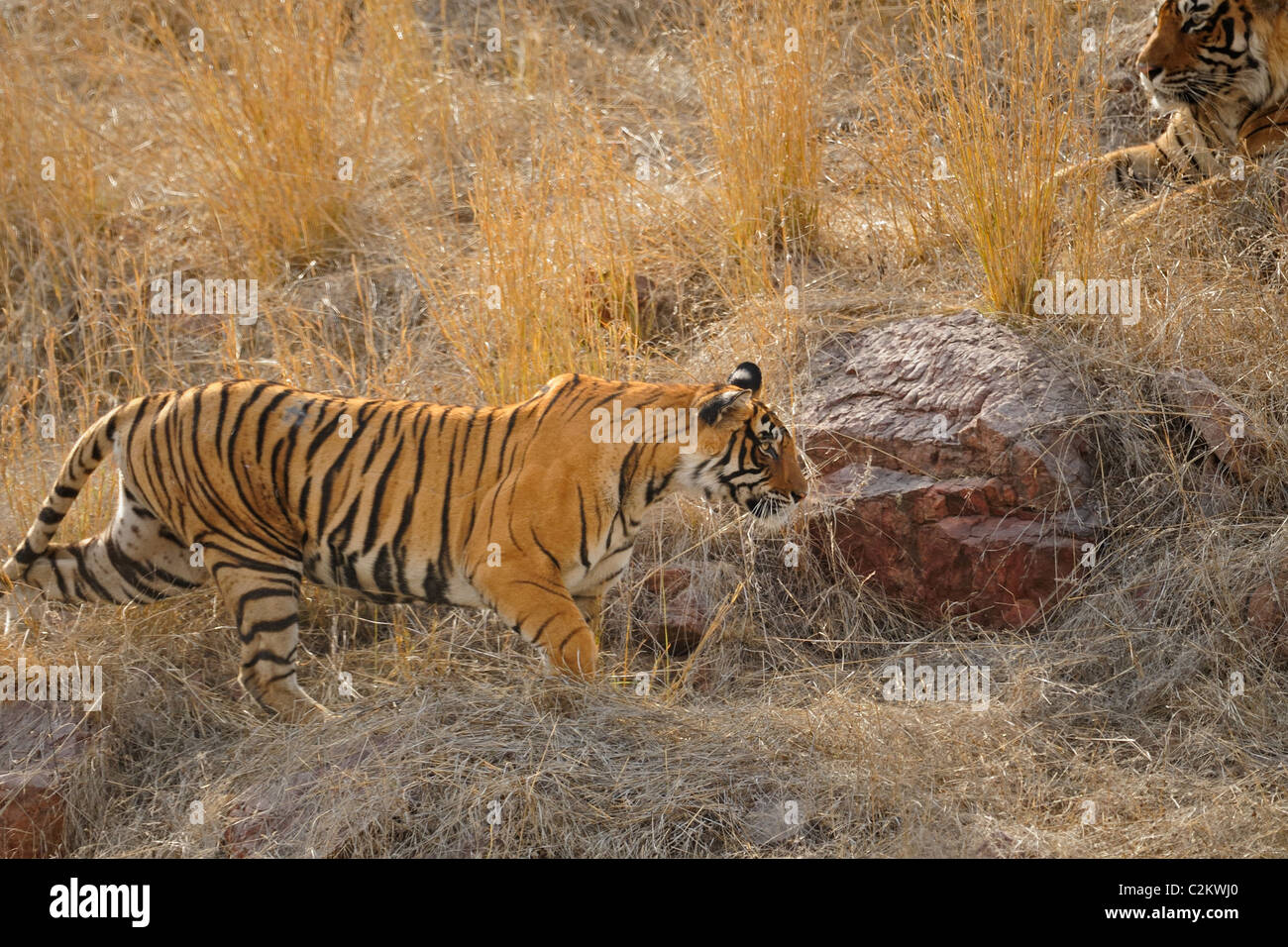 A mating pair of two tigers on a rocky plateau in Ranthambore national ...