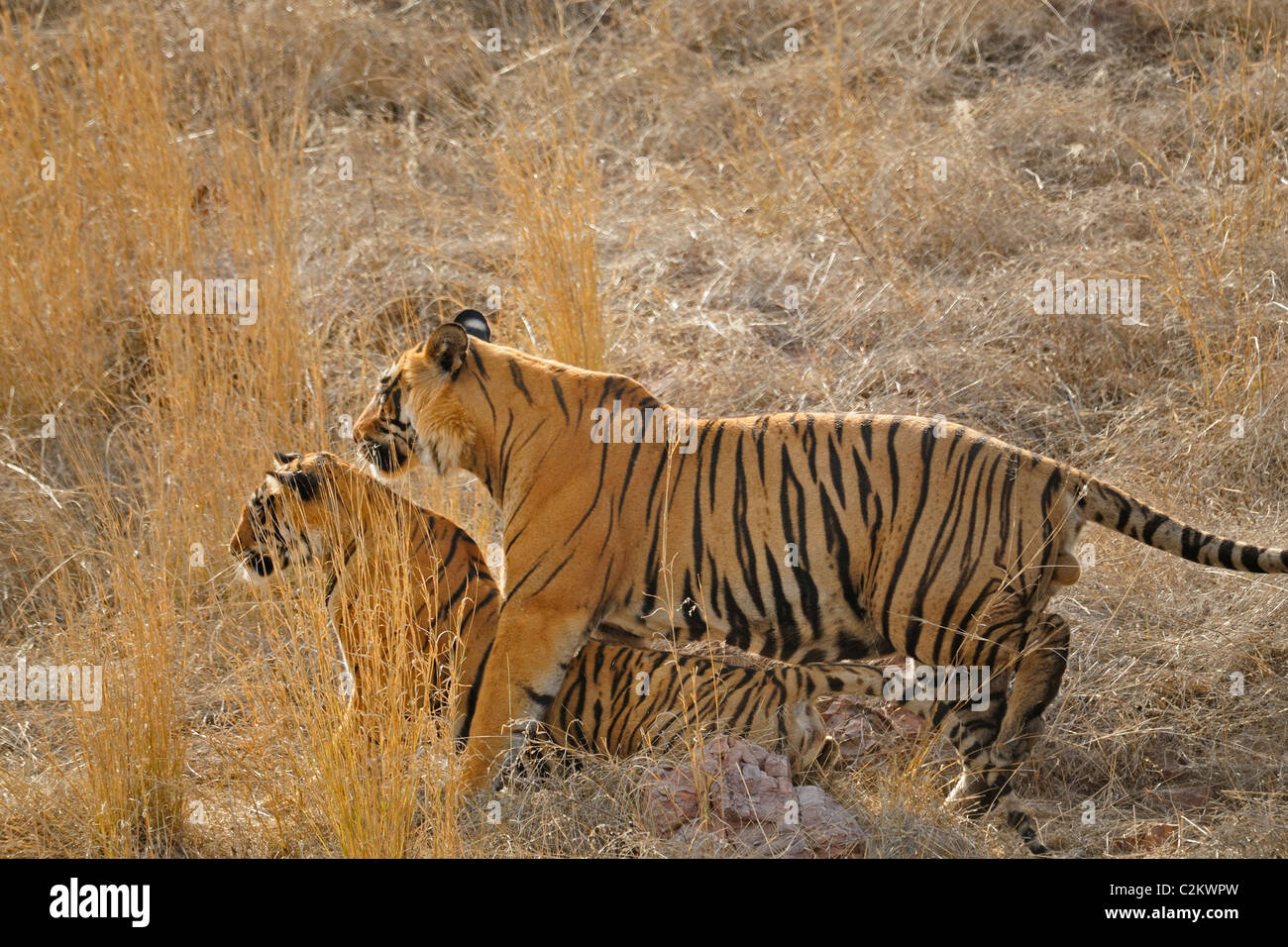 A mating pair of two tigers on a rocky plateau in Ranthambore national ...