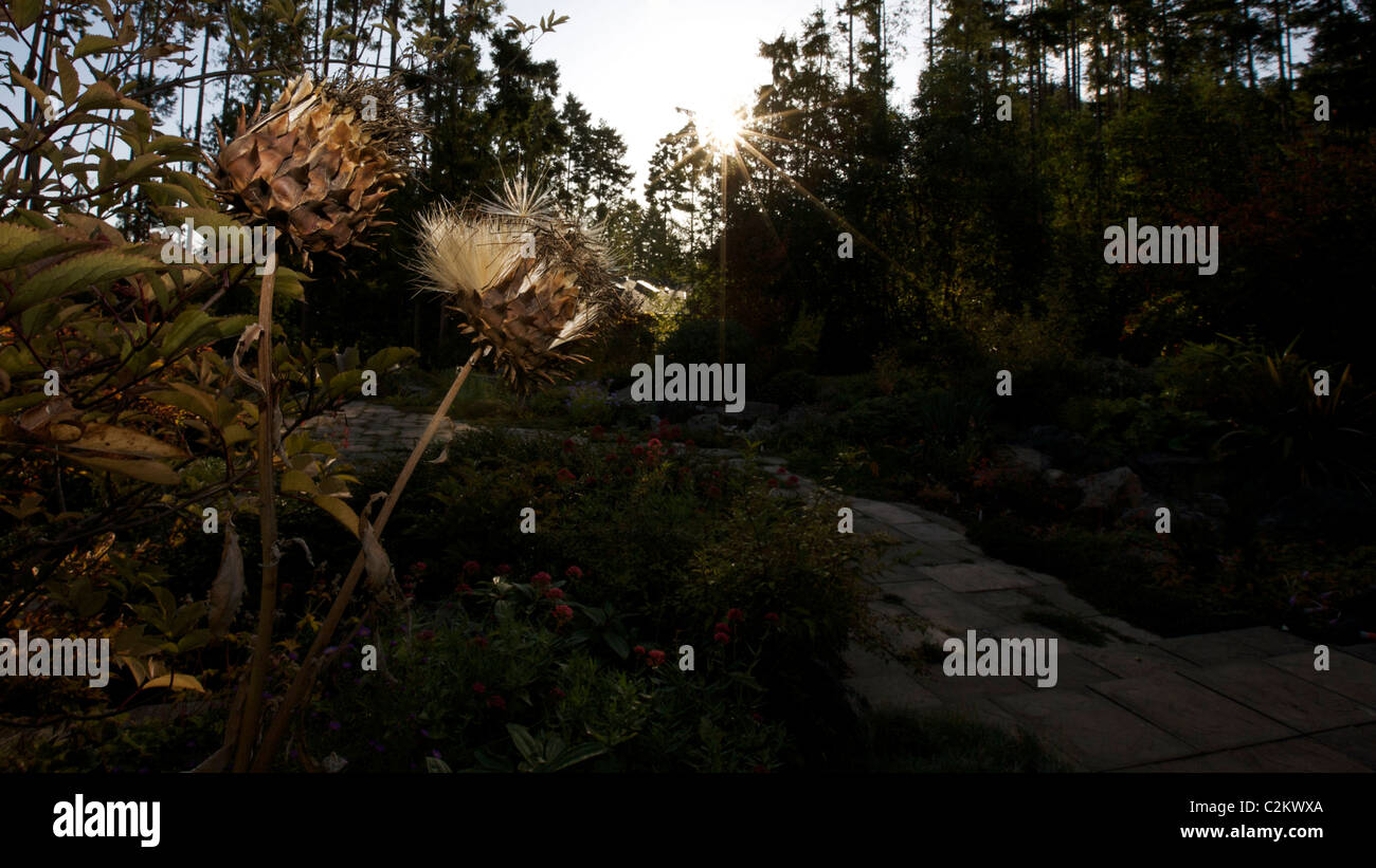 Cynara botanical hi-res stock photography and images - Alamy
