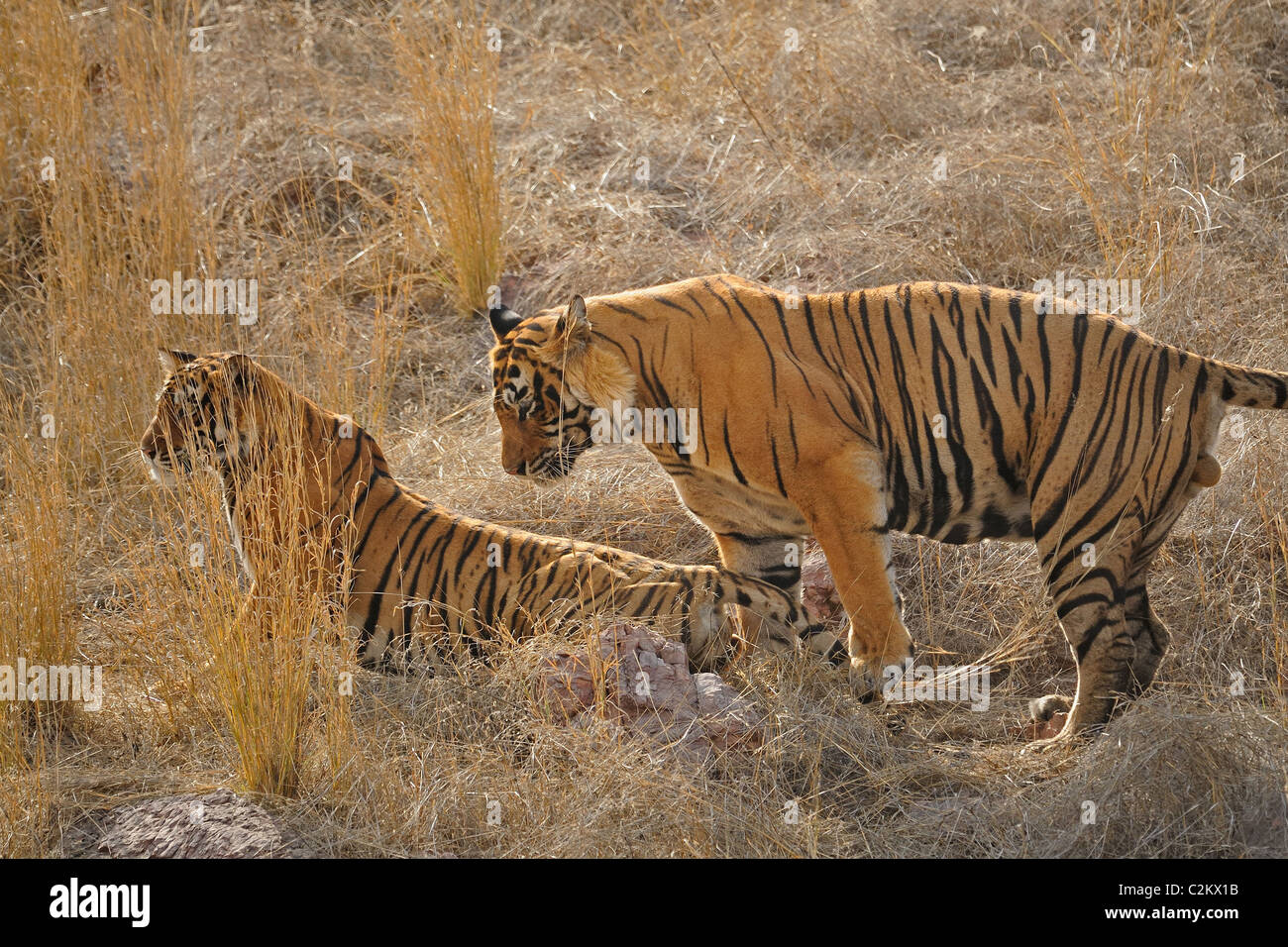 Mating pair bengal tigers hi-res stock photography and images - Alamy