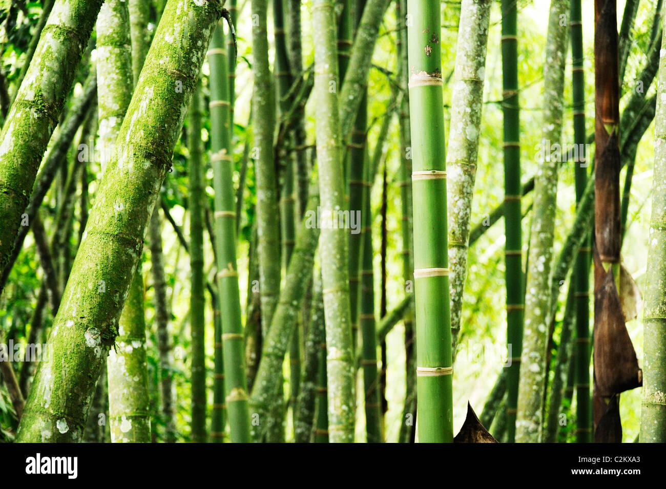 A close up of bamboo trees in Pereira, Colombia, taken in the botanical ...