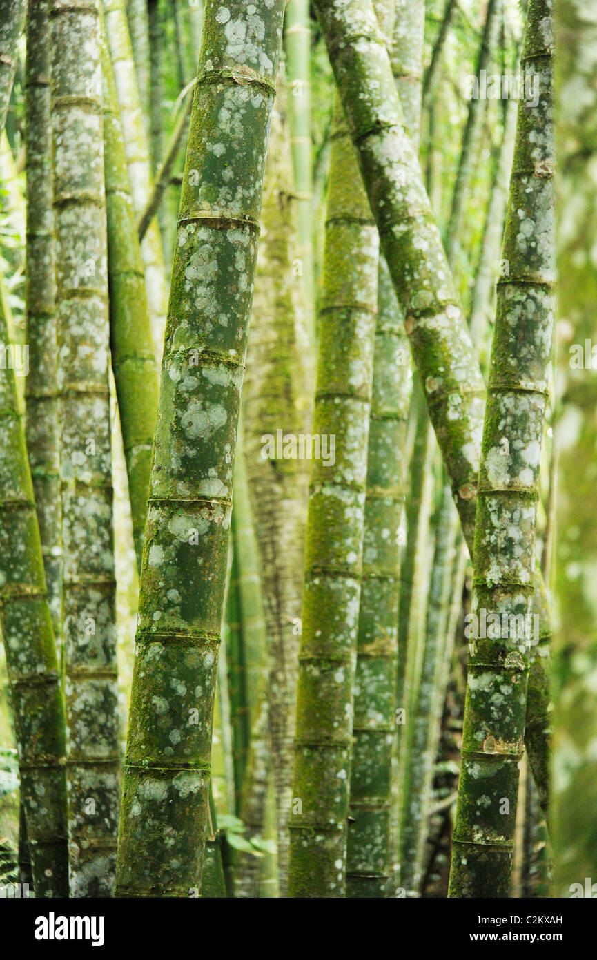 A close up of bamboo trees in Pereira, Colombia, taken in the botanical ...