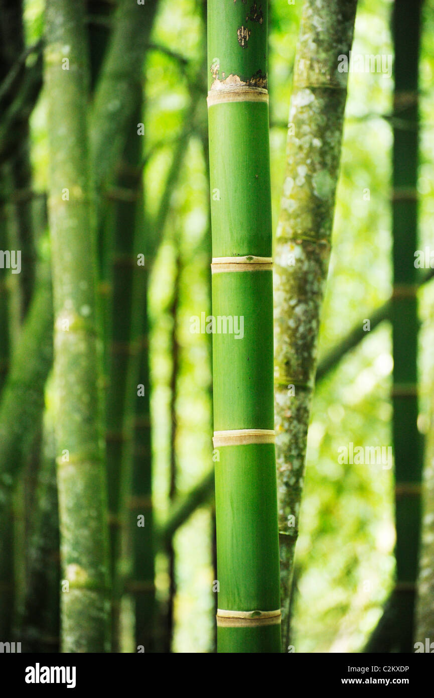 A close up of bamboo trees in Pereira, Colombia, taken in the botanical ...