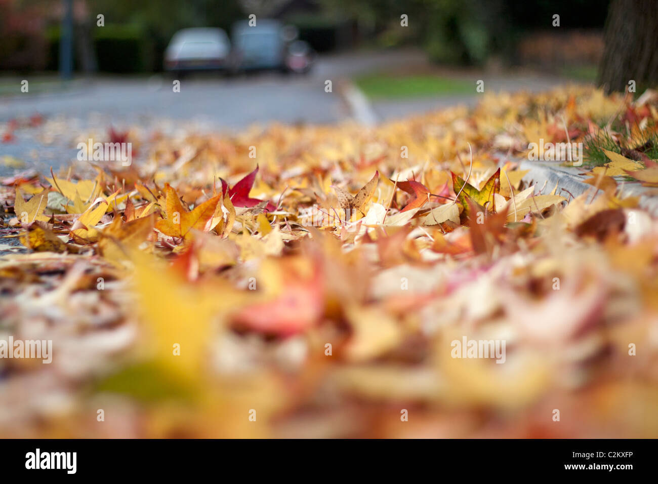 Decomposing Leaf High Resolution Stock Photography and Images - Alamy