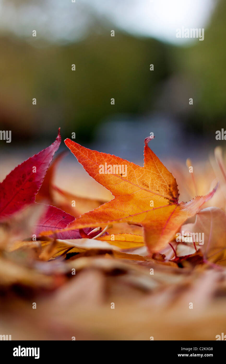 Decomposing Leaf High Resolution Stock Photography and Images - Alamy