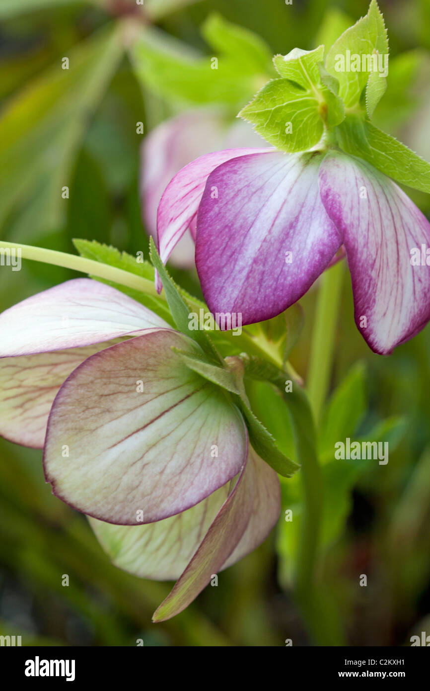 Spring border hellebores hi-res stock photography and images - Alamy