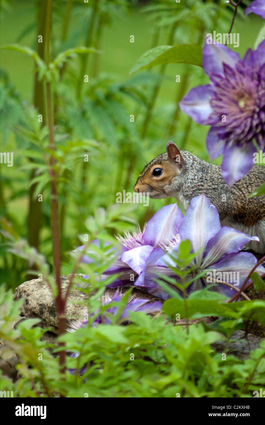 Squirrel Dray High Resolution Stock Photography and Images - Alamy