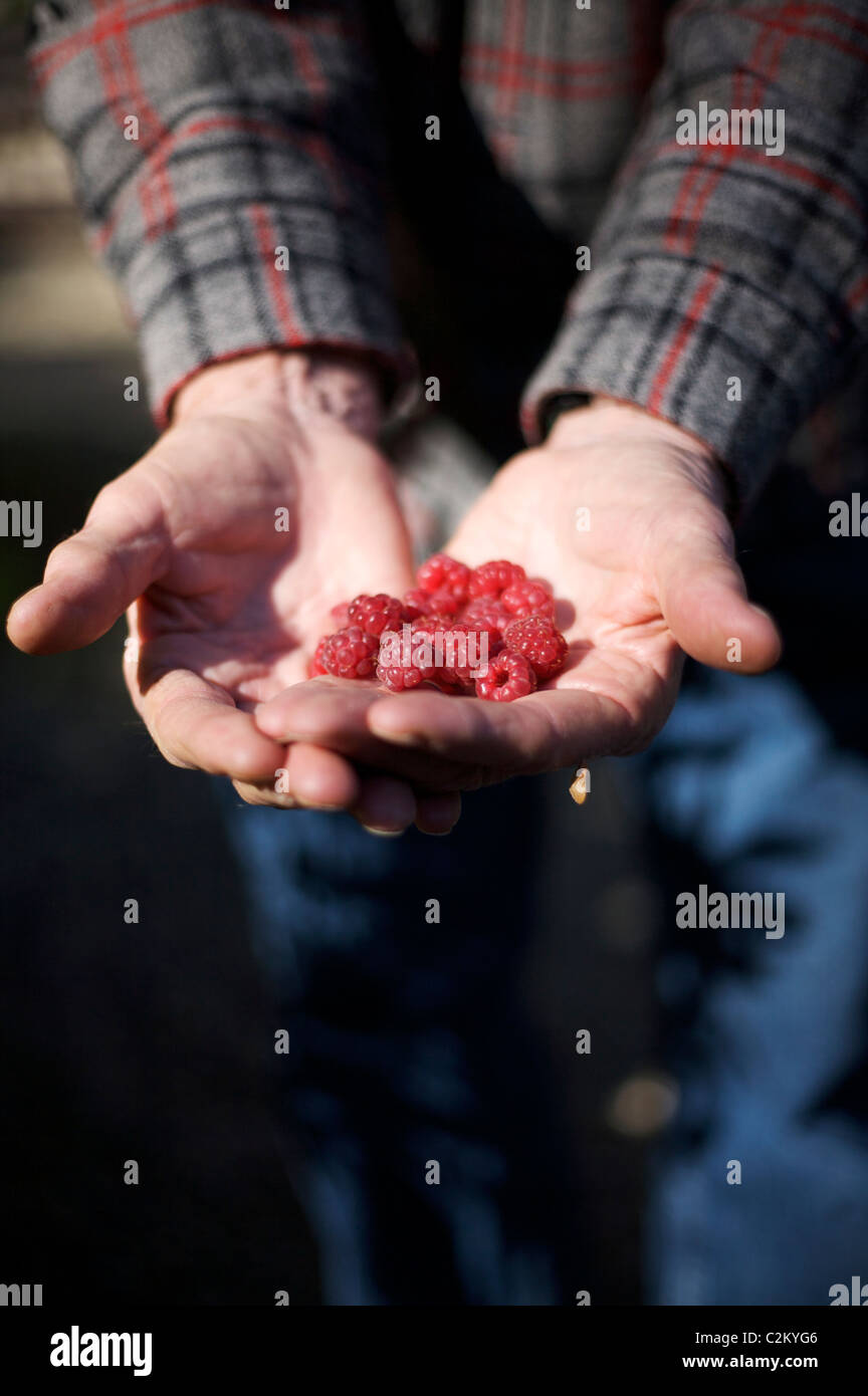 Rubus 'Autumn Bliss' Raspberry fruits Stock Photo - Alamy