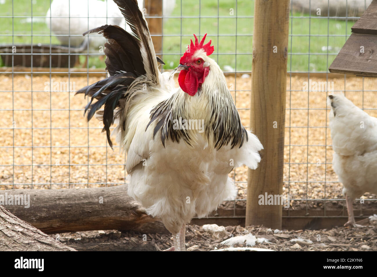 beautiful White Chicken with a red crest Stock Photo - Alamy