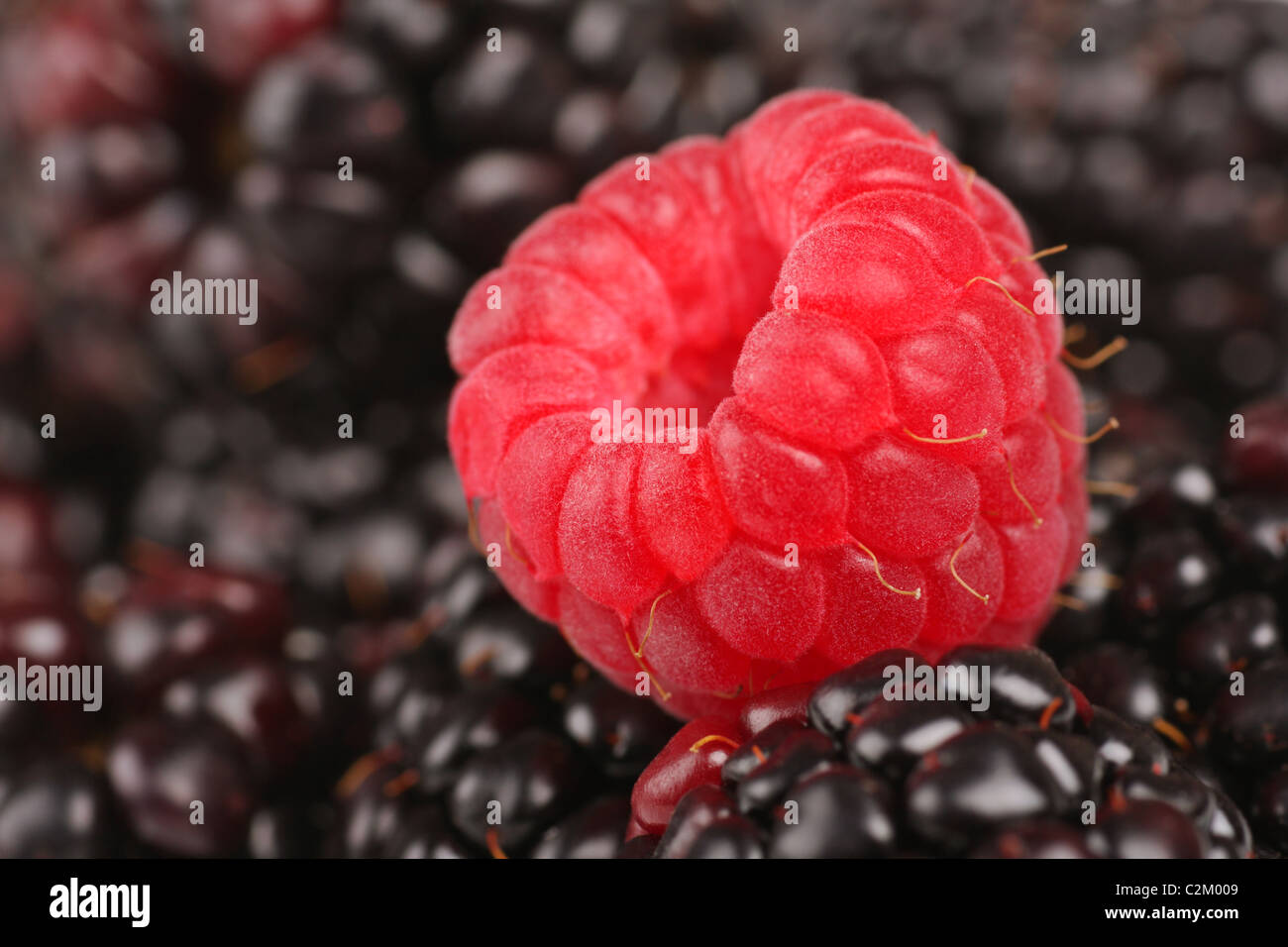 single raspberry amongst blackberries Stock Photo - Alamy