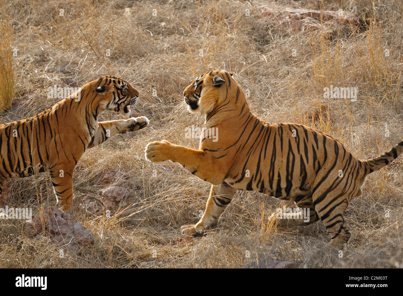 A mating pair of two tigers on a rocky plateau in Ranthambore national ...