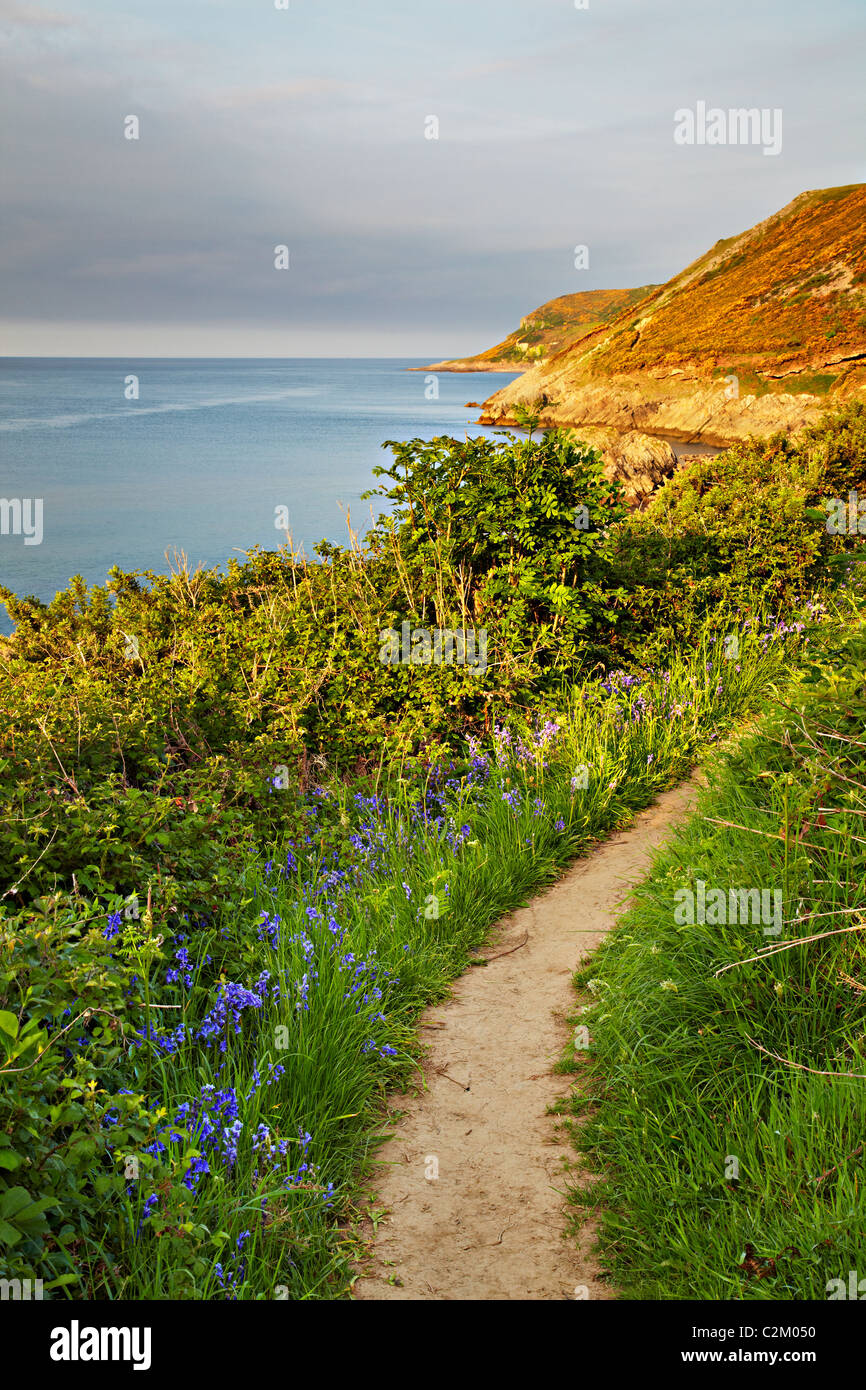 Bluebells (Scilla non-scripta) on Gower coastpath between Caswell Bay ...