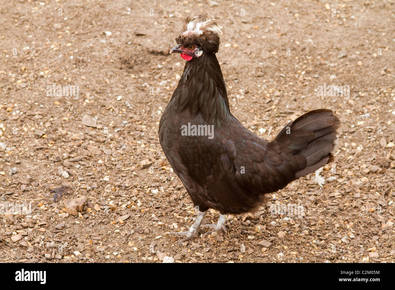 Hen standing on the Ground closeup macro Stock Photo - Alamy