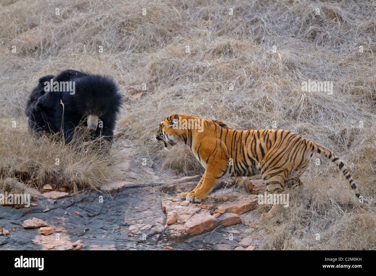 Sloth bear india hi-res stock photography and images - Alamy