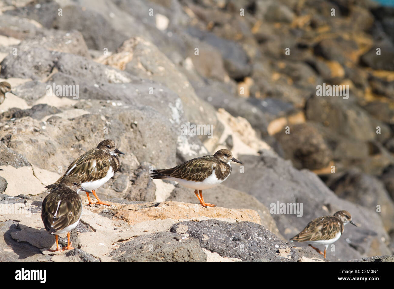 Turnstone (Arenaria interpres) standing on rocks closeup Stock Photo ...
