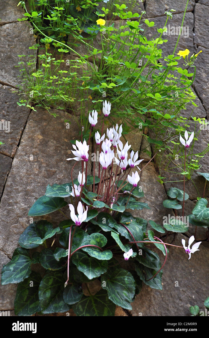 Wild cyclamen on the walls of the American University of Beirut in ...
